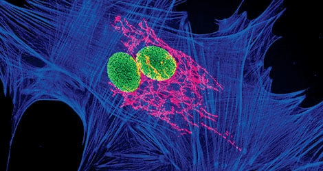 Advanced Cell Engineering | BioTether Sciences, Inc.